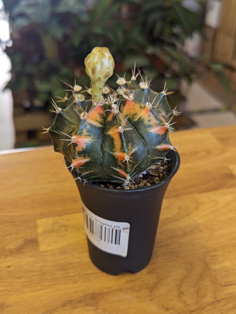Rare plants – B'Leaf Plant Shop